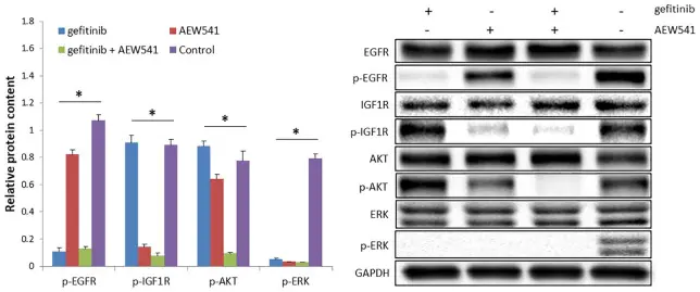 TargetMol明星分子——Gefitinib：EGFR 抑制剂