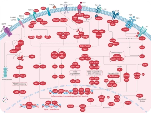 Folinic acid | 亚叶酸 | Endogenous Metabolite | Antifolate | TargetMol